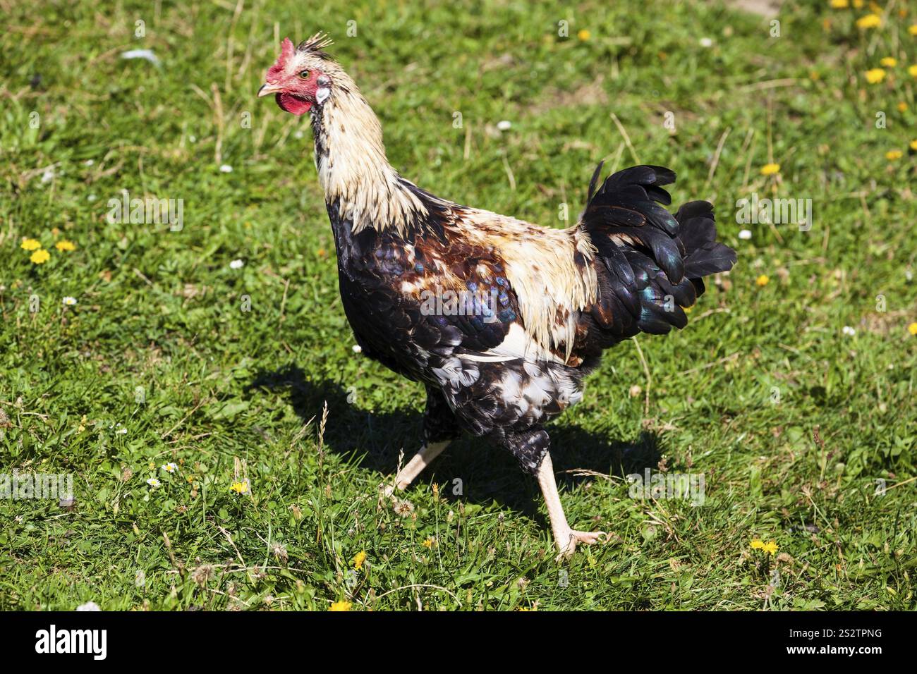 Free-range chickens, symbolic photo for organic farming and species ...