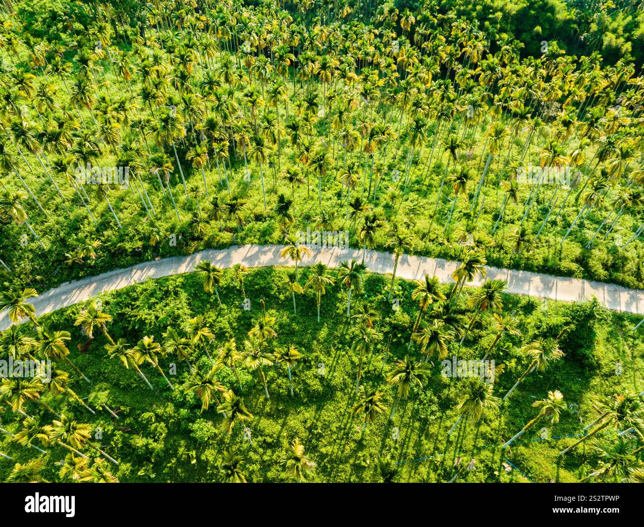 Aerial photography of betel nut plantation in Tunchang, Hainan Province ...