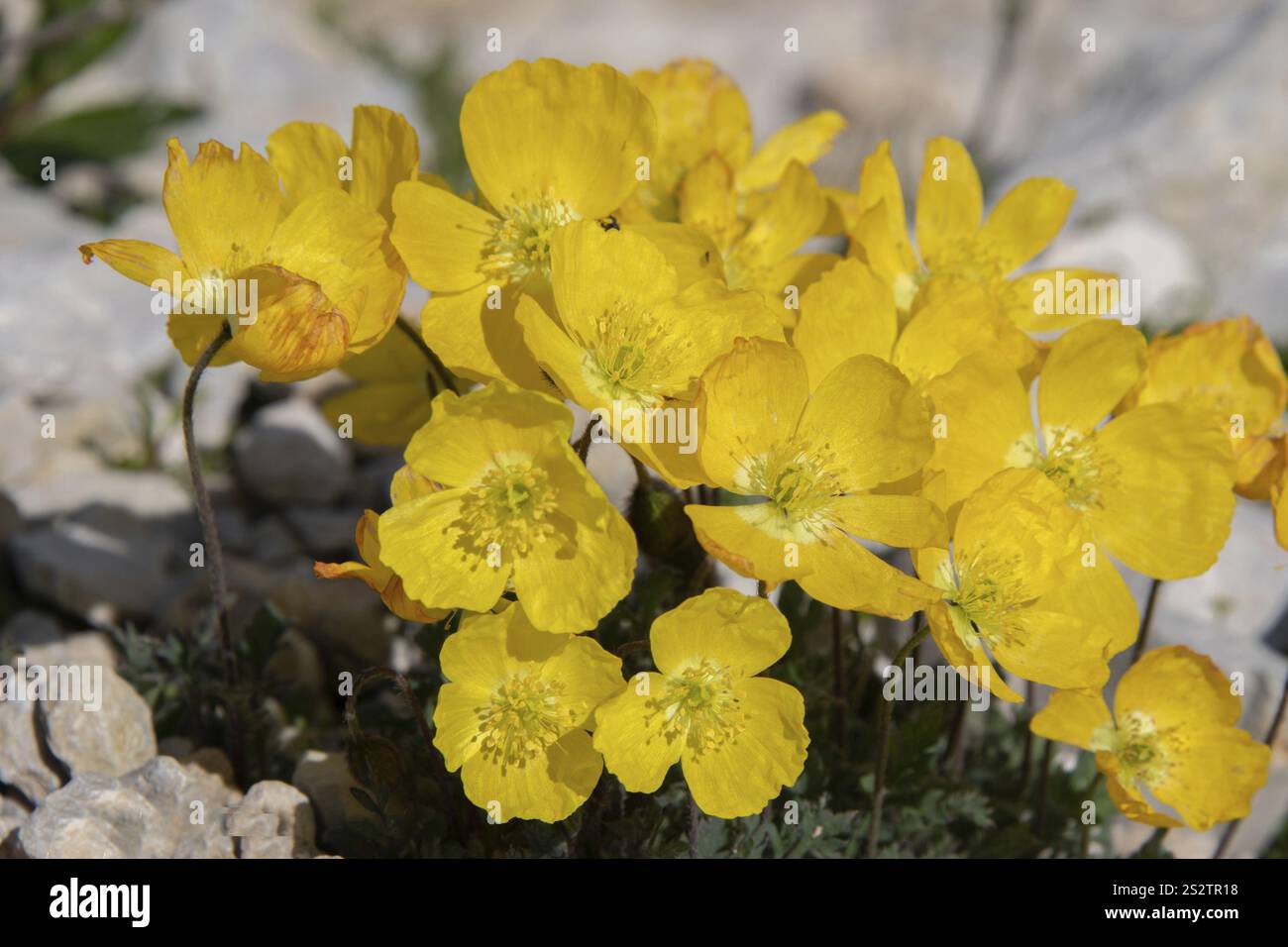 Papaver alpinum, italy Stock Photo - Alamy