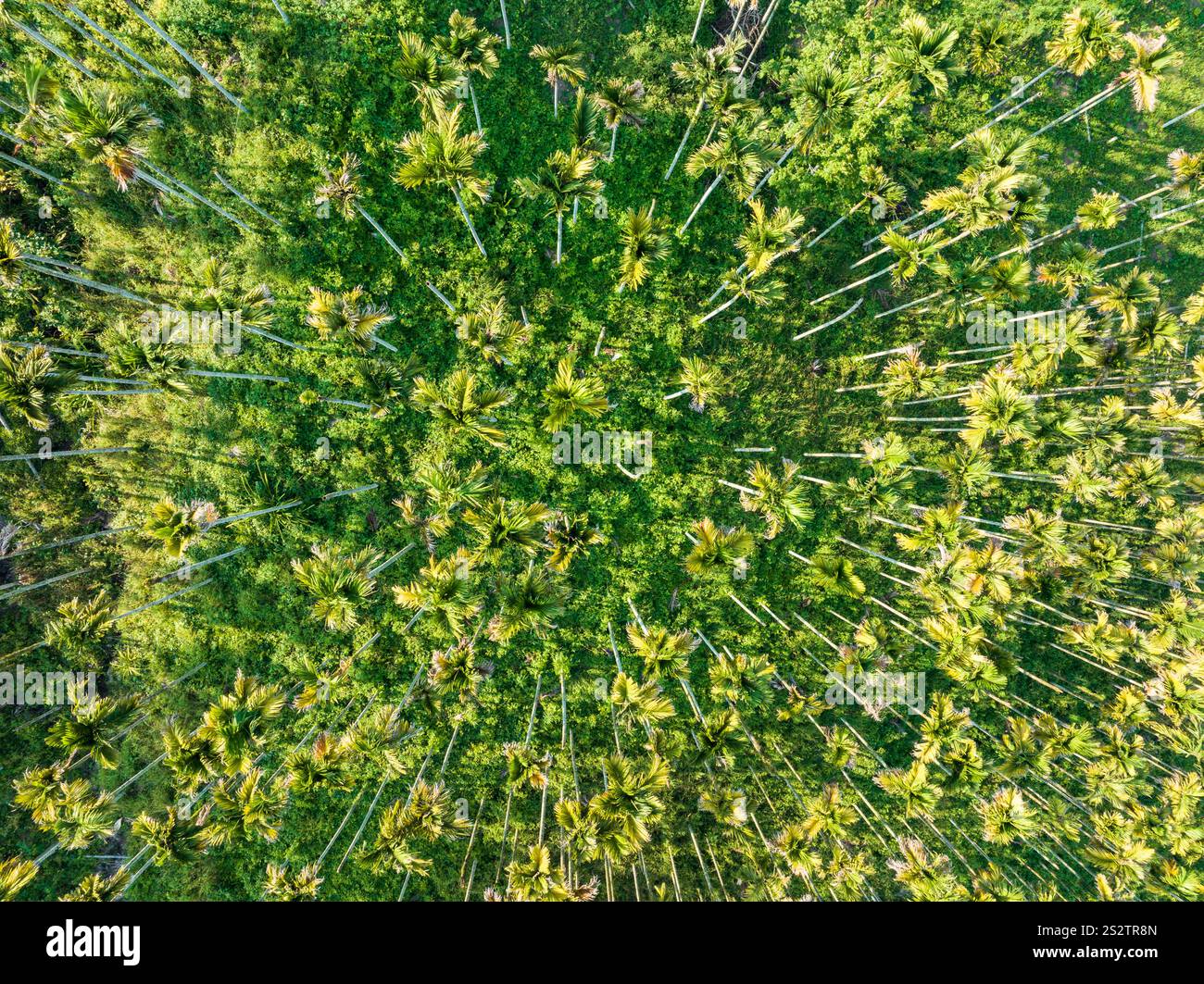 Aerial photography of betel nut plantation in Tunchang, Hainan Province ...