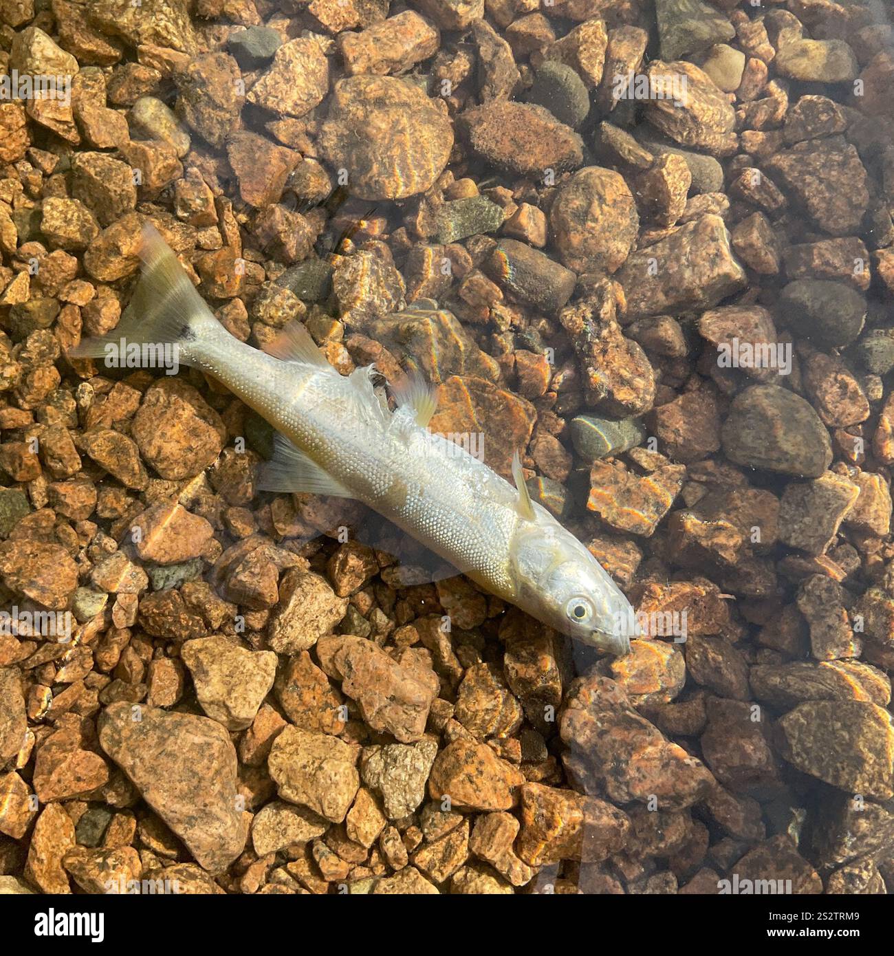 Northern Pikeminnow (Ptychocheilus oregonensis Stock Photo - Alamy