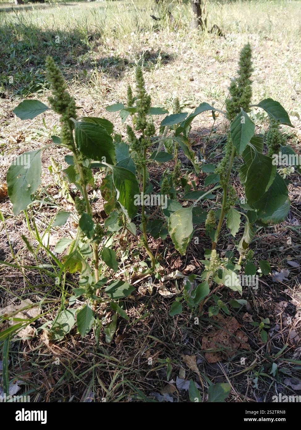 Redroot Amaranth (Amaranthus retroflexus Stock Photo - Alamy