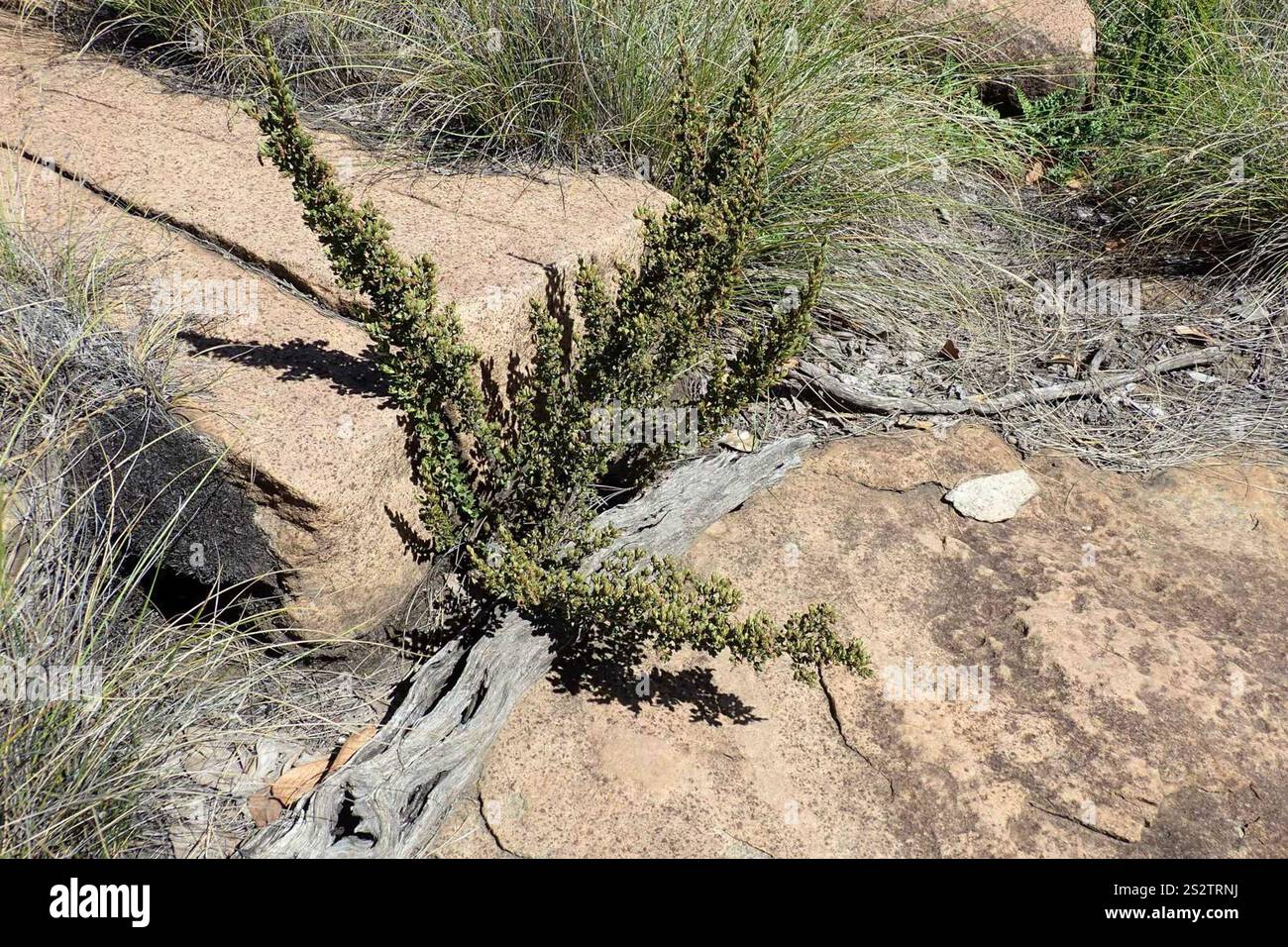Resurrection Plant (Myrothamnus flabellifolius Stock Photo - Alamy