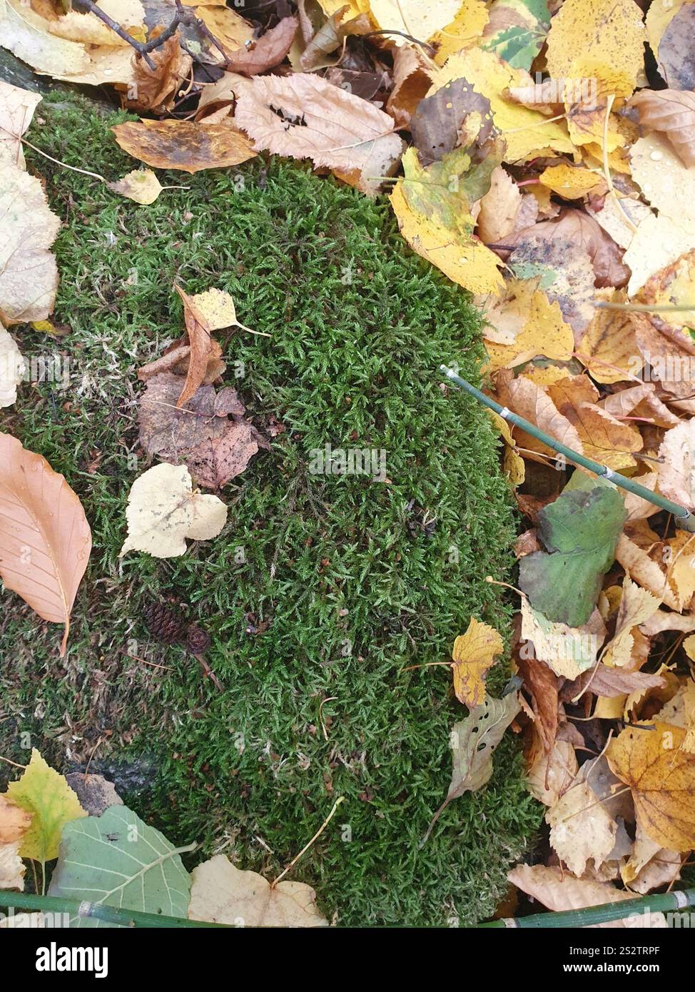 Larger Mouse-tail Moss (Isothecium alopecuroides Stock Photo - Alamy