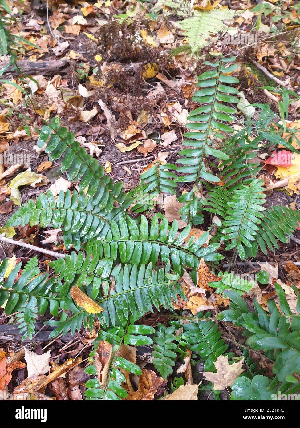Christmas fern (Polystichum acrostichoides Stock Photo - Alamy
