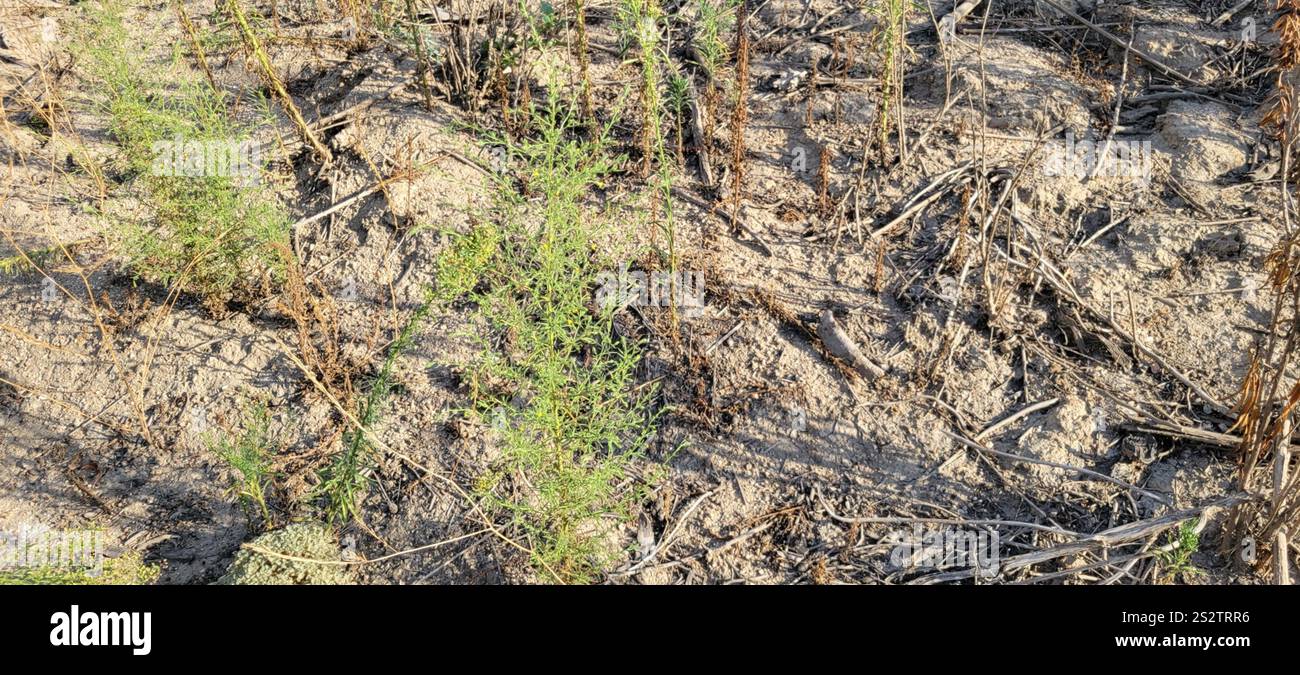 Stinkwort (Dittrichia graveolens Stock Photo - Alamy