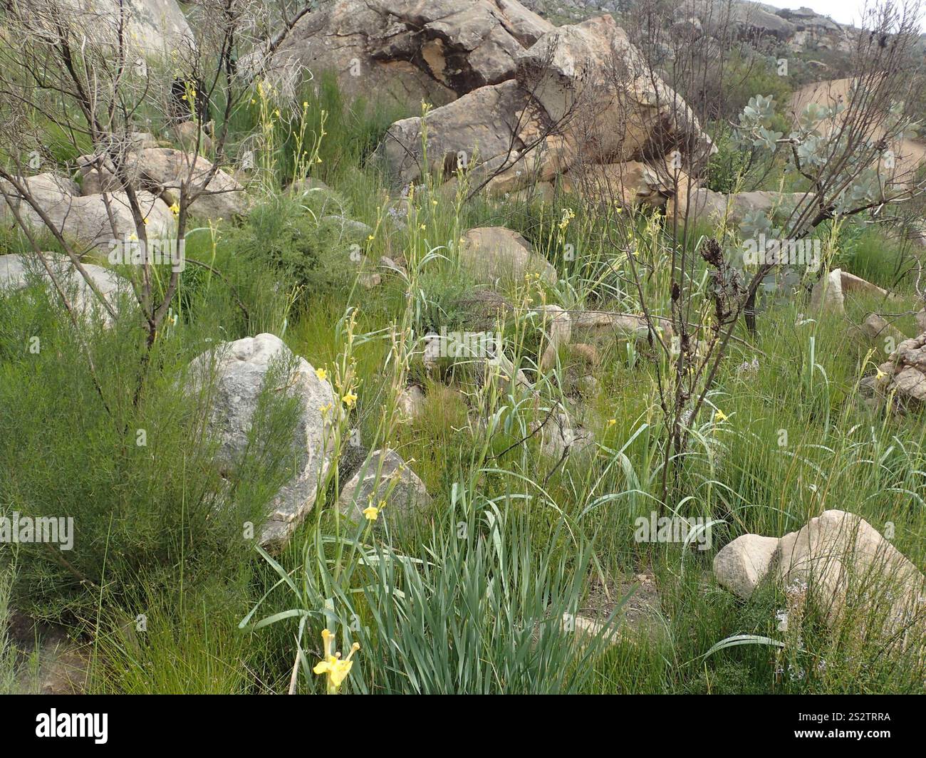 Cape Tulips (Moraea Stock Photo - Alamy