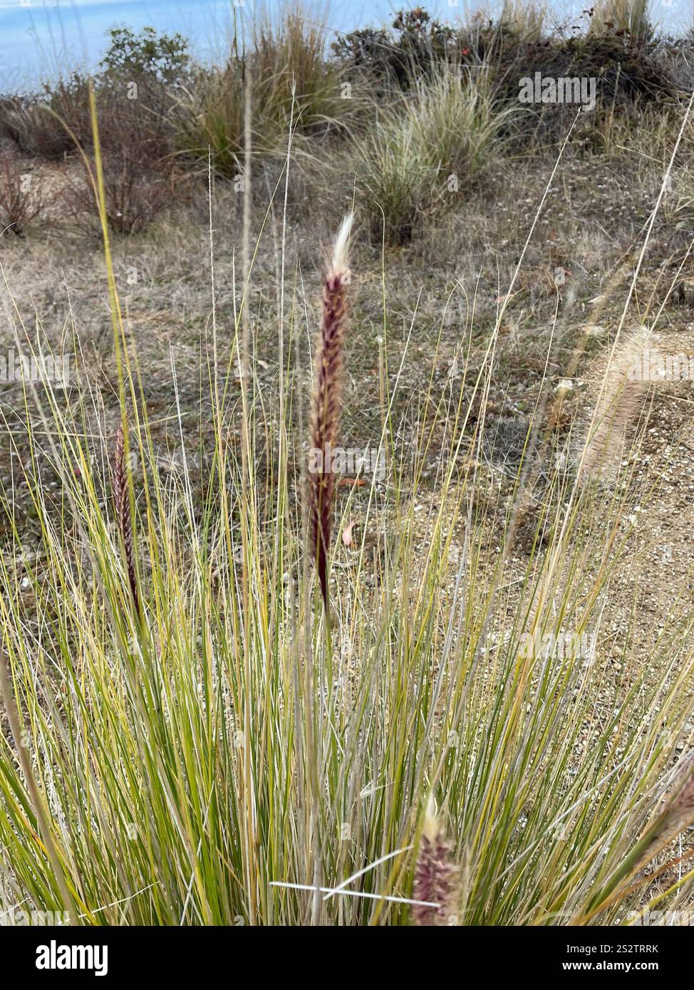 Fountain Grass (Cenchrus setaceus Stock Photo - Alamy