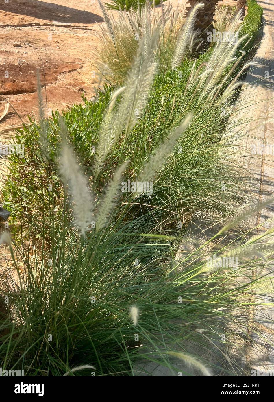 Fountain Grass (Cenchrus setaceus Stock Photo - Alamy