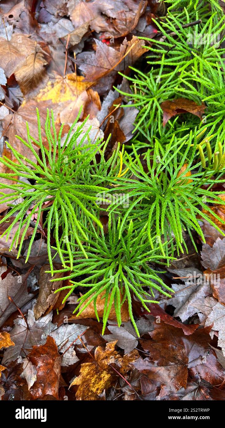 fan clubmoss (Diphasiastrum digitatum Stock Photo - Alamy