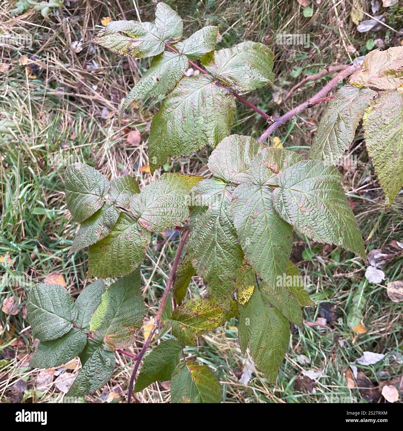 red raspberry (Rubus idaeus Stock Photo - Alamy