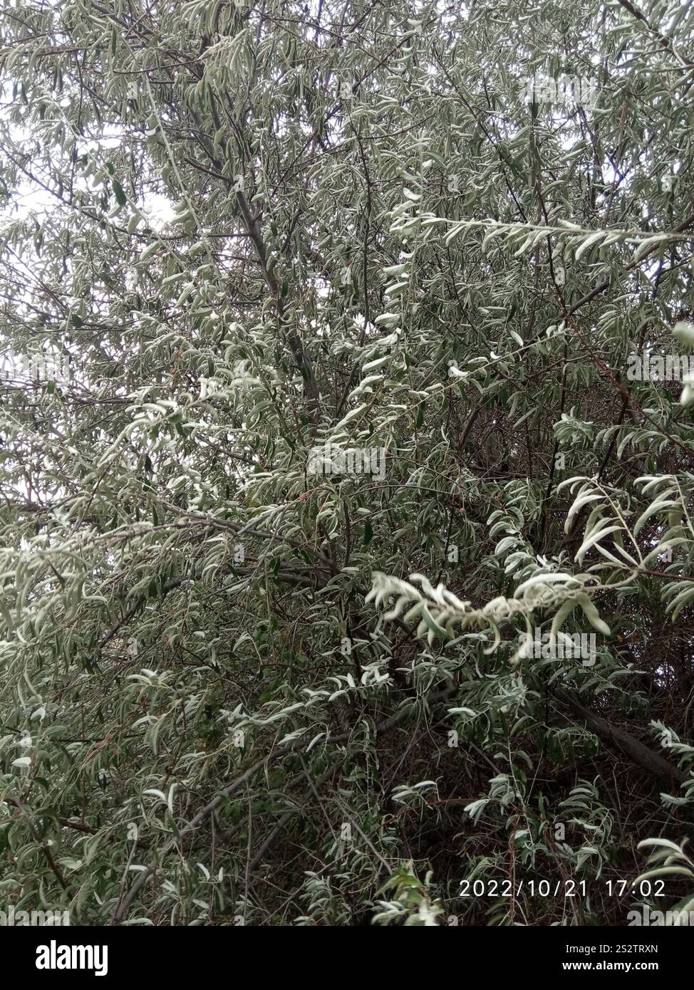 Russian olive (Elaeagnus angustifolia Stock Photo - Alamy