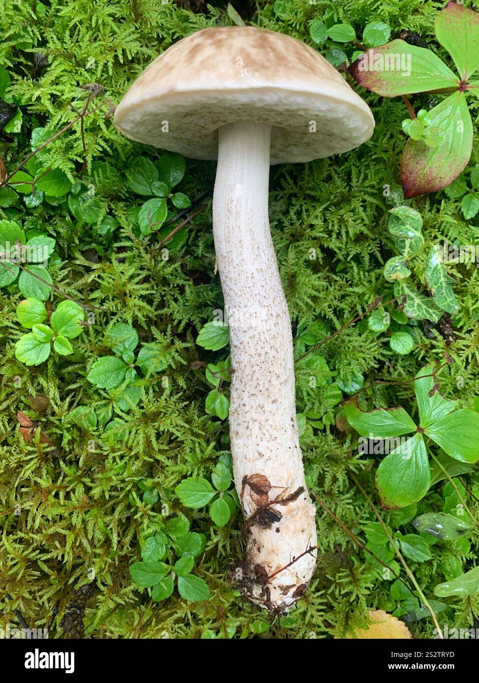 Ghost Bolete (Leccinum holopus Stock Photo - Alamy