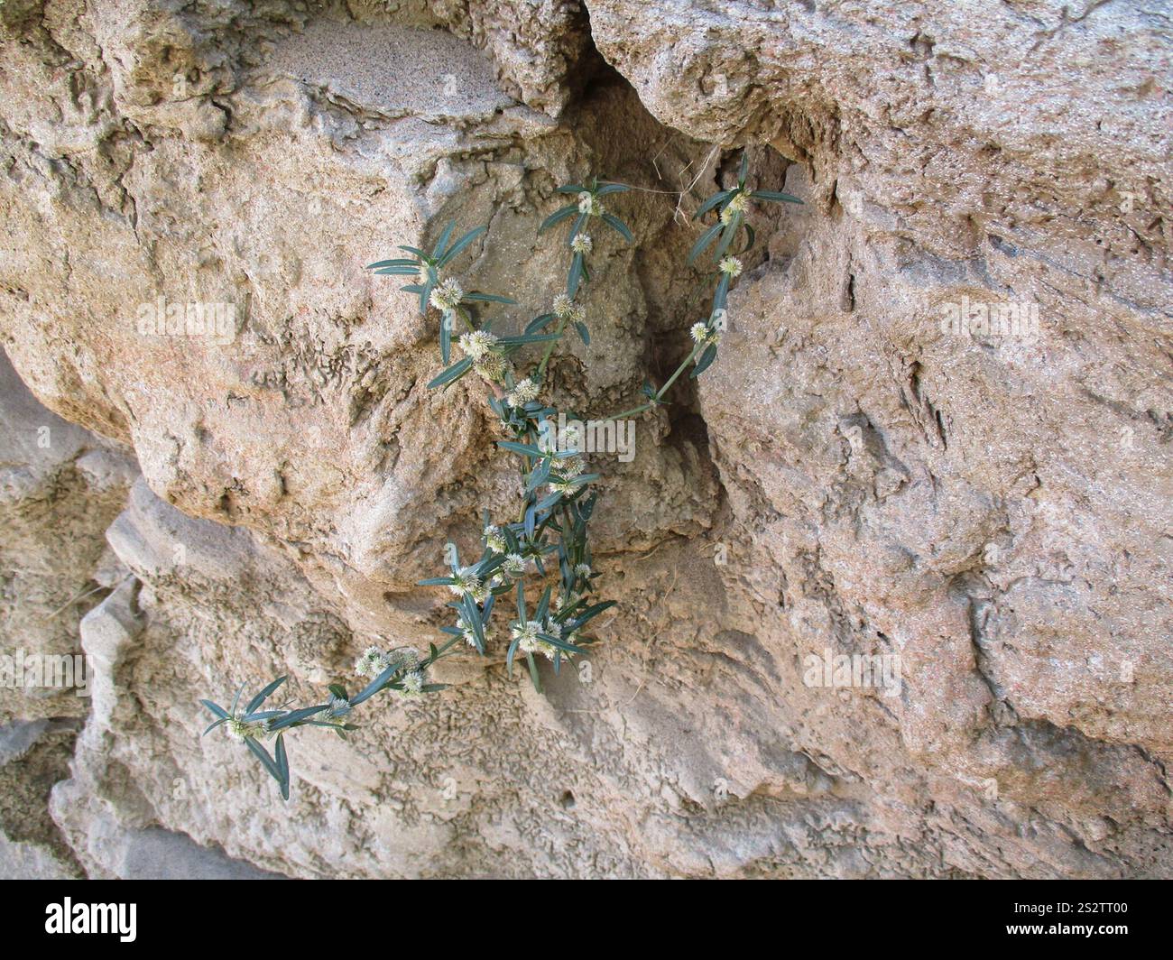 Sessile Joyweed (Alternanthera sessilis Stock Photo - Alamy