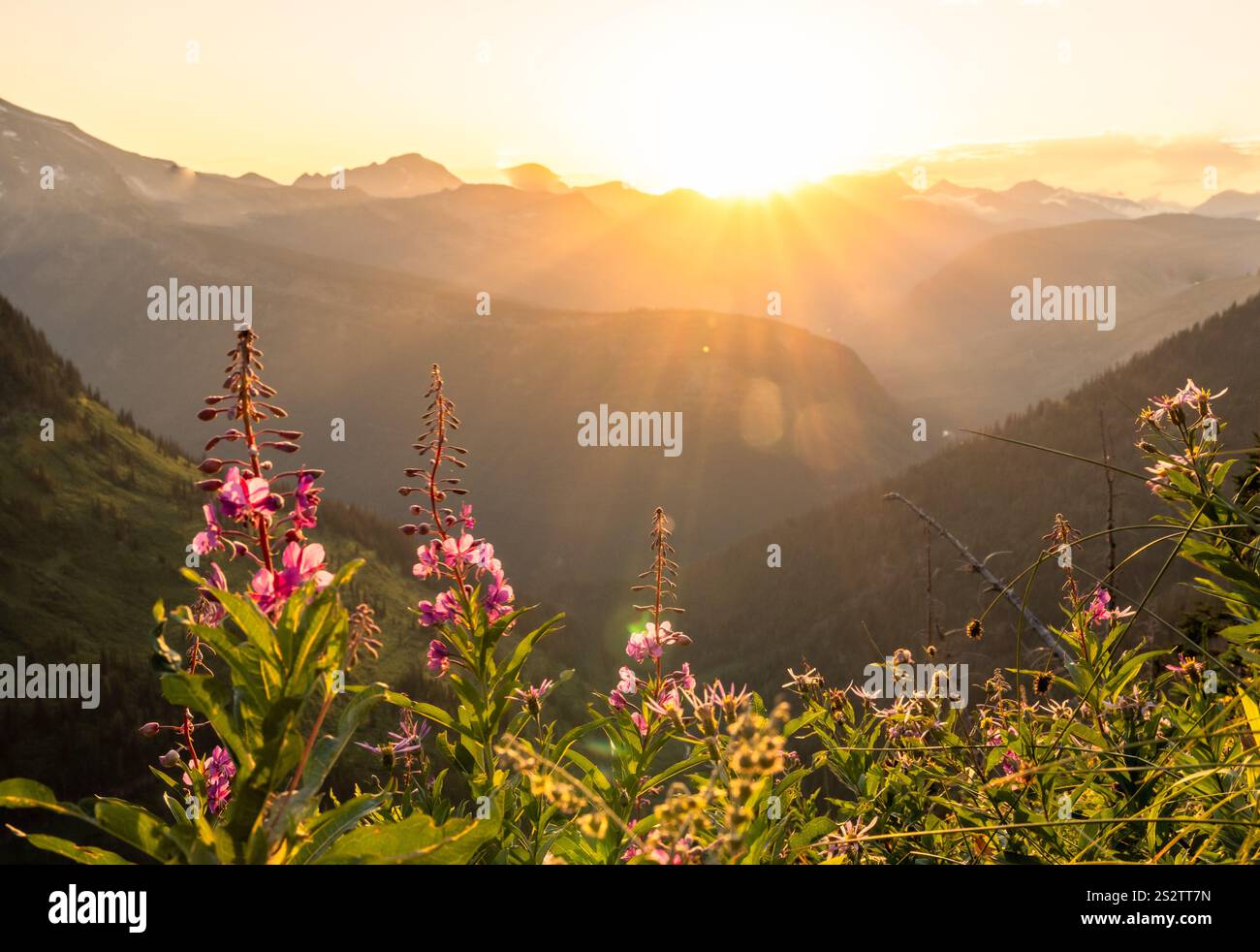 Setting Sun Throws Visible Rays To Backlight Fireweed Along Highline ...