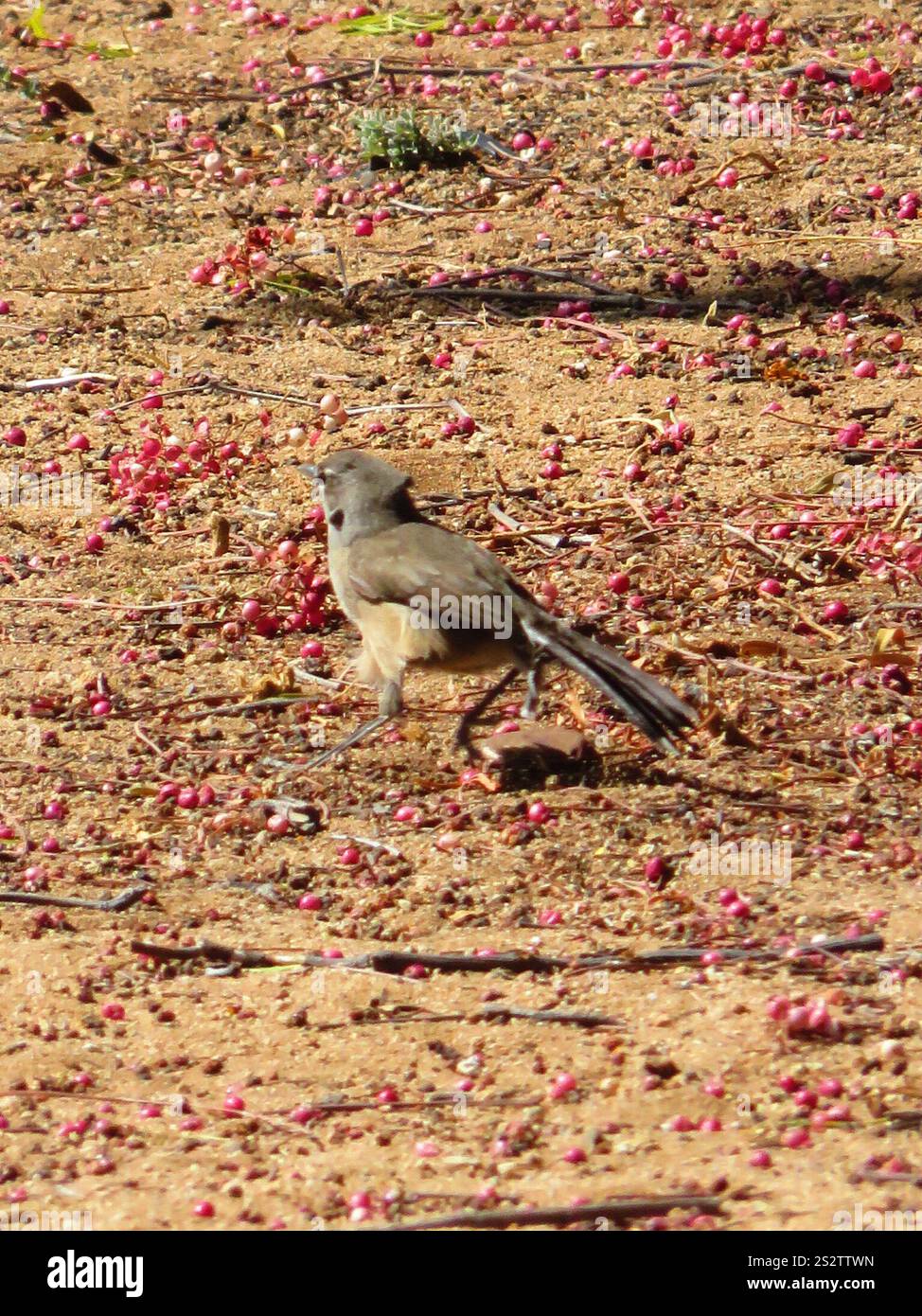 Karoo Scrub-Robin (Tychaedon coryphoeus Stock Photo - Alamy