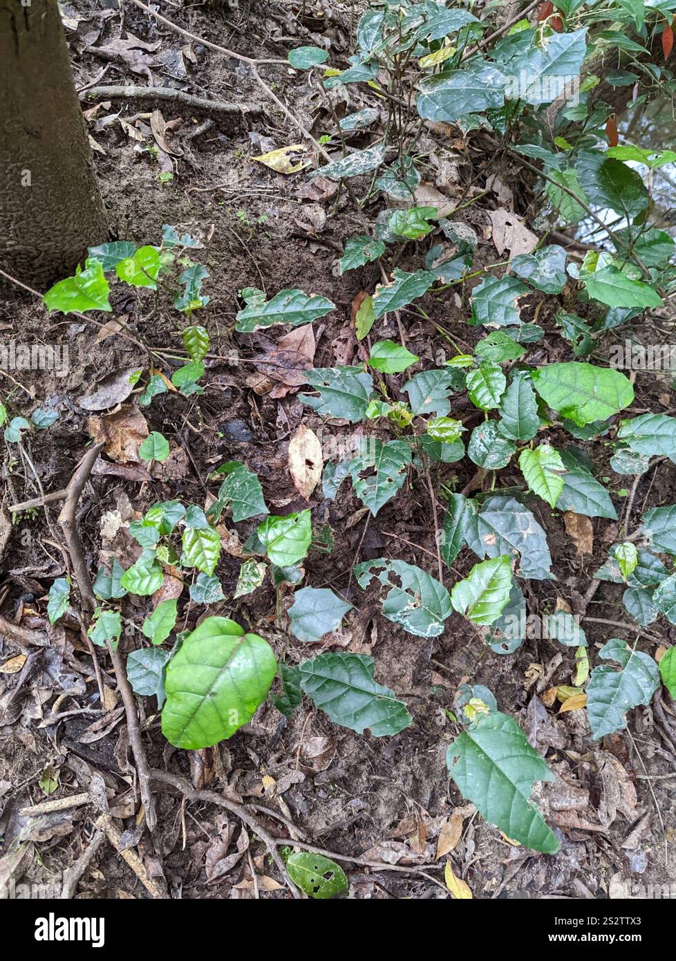 Kangaroo Vine (Apocissus antarctica Stock Photo - Alamy