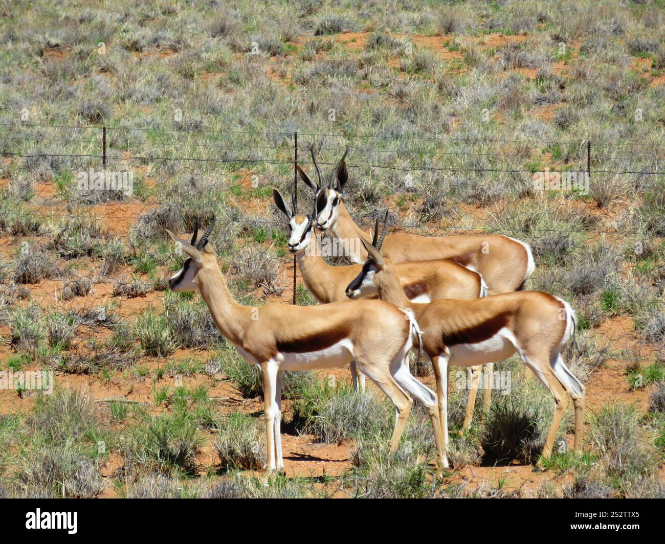 Kalahari Springbok (Antidorcas marsupialis hofmeyri Stock Photo - Alamy