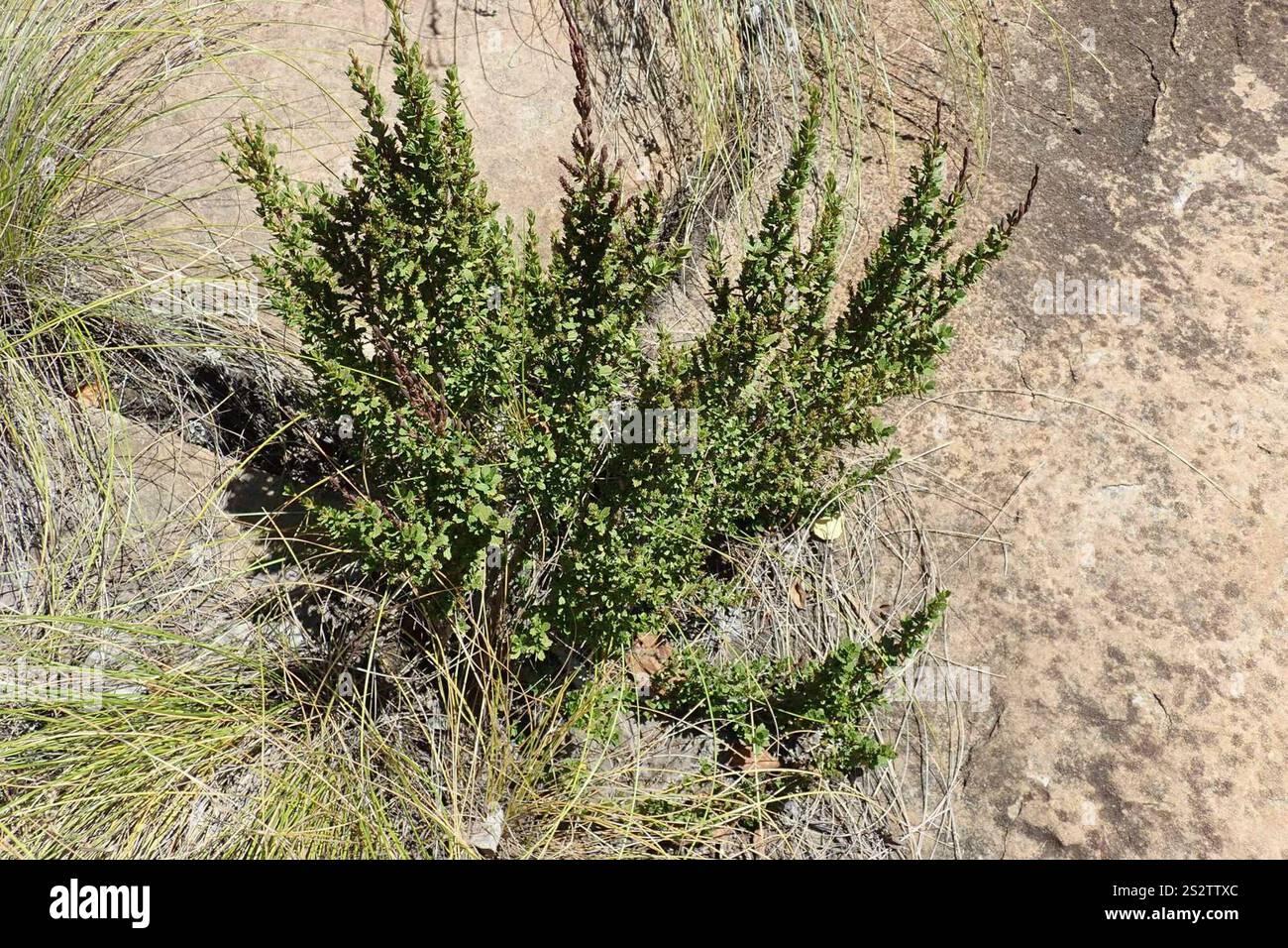 Resurrection Plant (Myrothamnus flabellifolius Stock Photo - Alamy