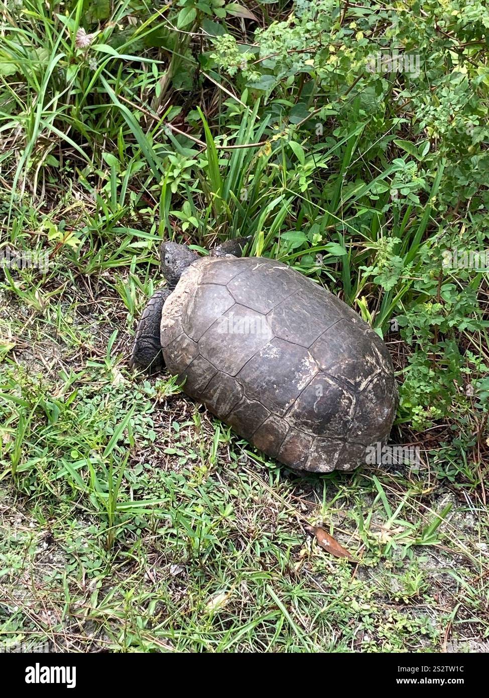 Gopher Tortoise (Gopherus polyphemus Stock Photo - Alamy
