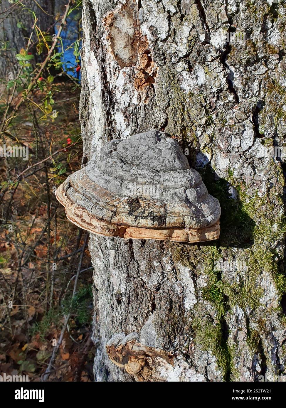 Hoof Fungus (Fomes fomentarius Stock Photo - Alamy