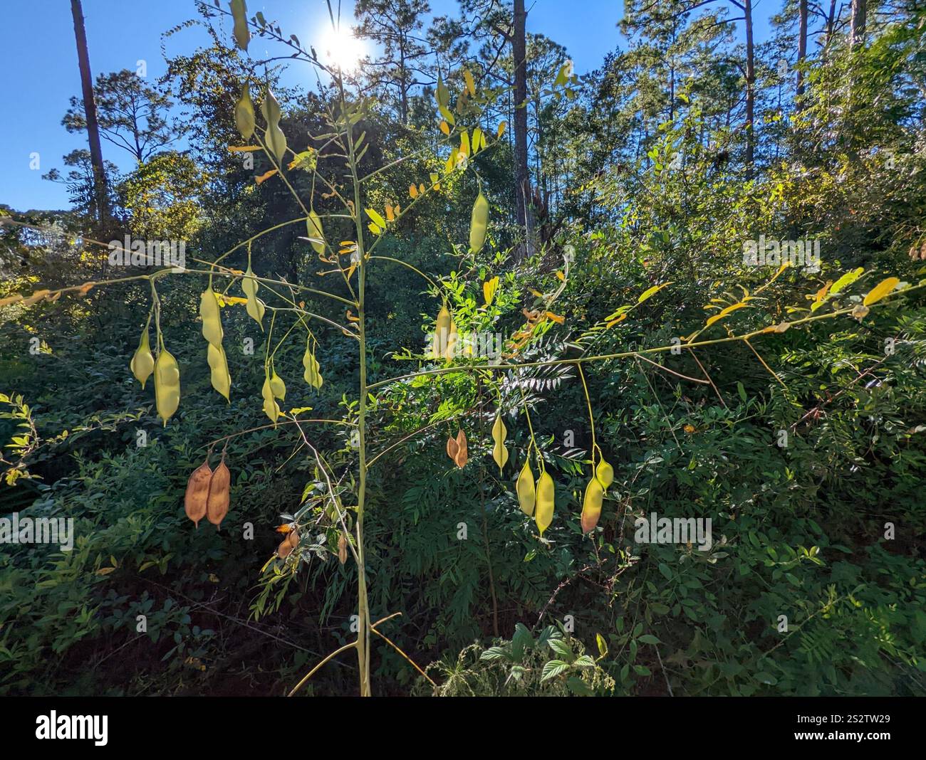 Bladder Pod (Sesbania vesicaria Stock Photo - Alamy