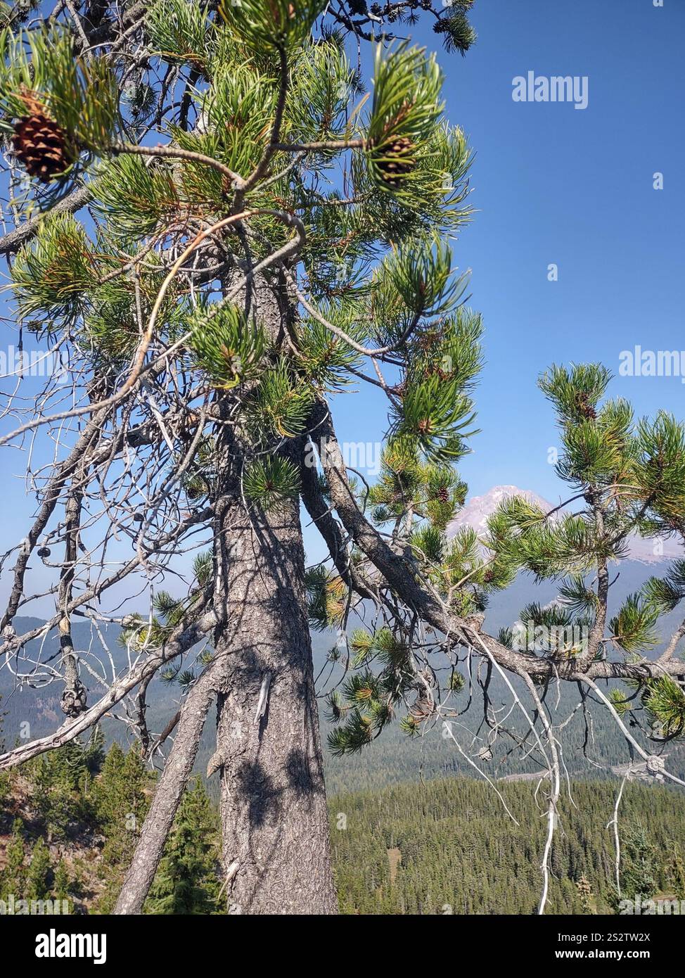 lodgepole pine (Pinus contorta Stock Photo - Alamy