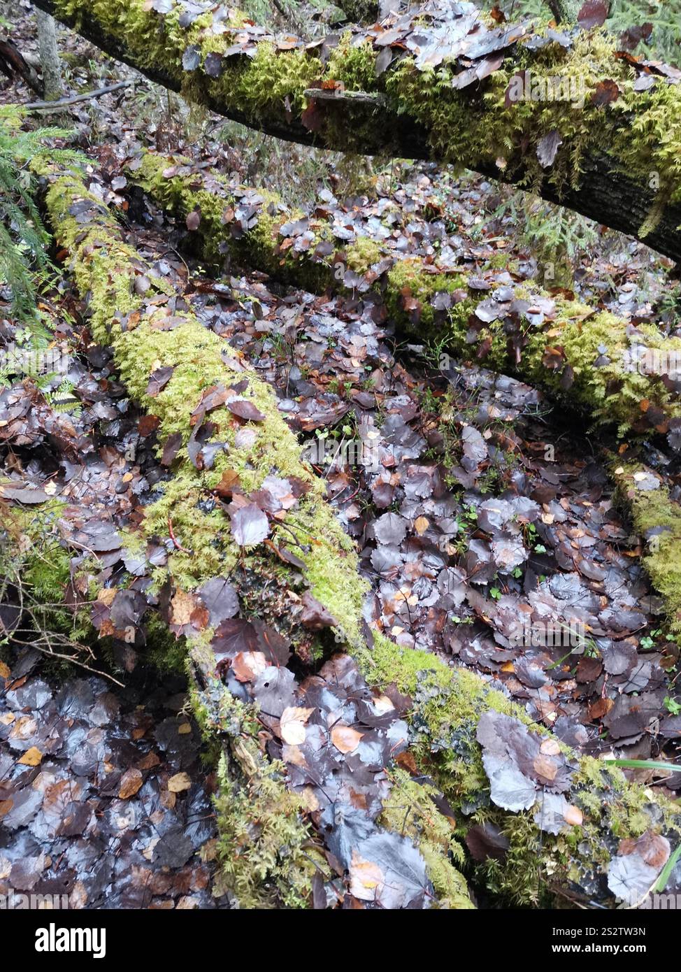 Saddle-shaped False Morel (Gyromitra infula Stock Photo - Alamy
