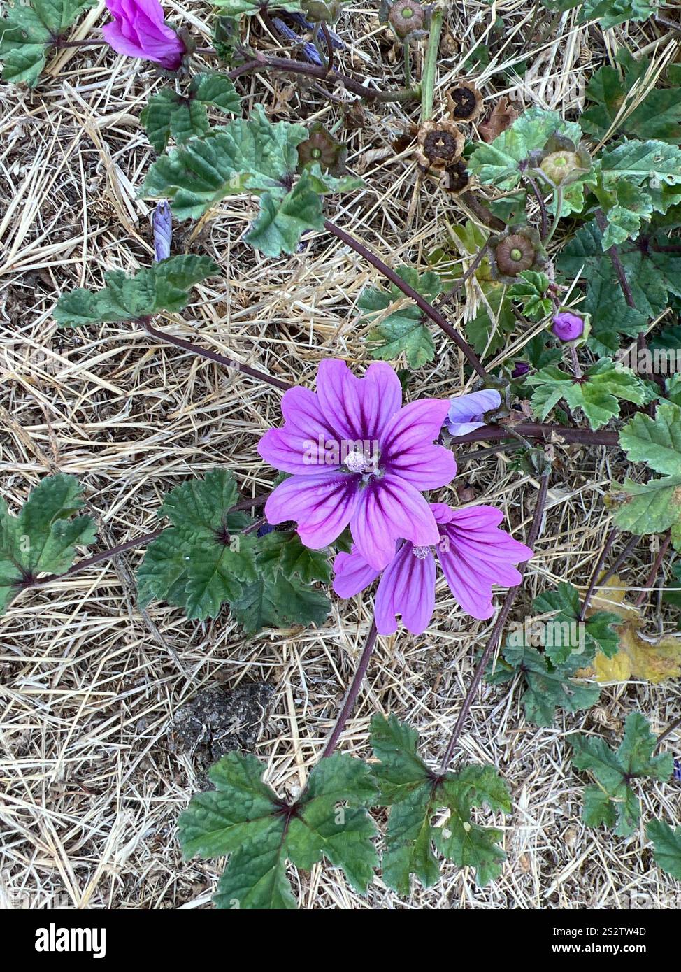 Common Mallow (Malva sylvestris Stock Photo - Alamy