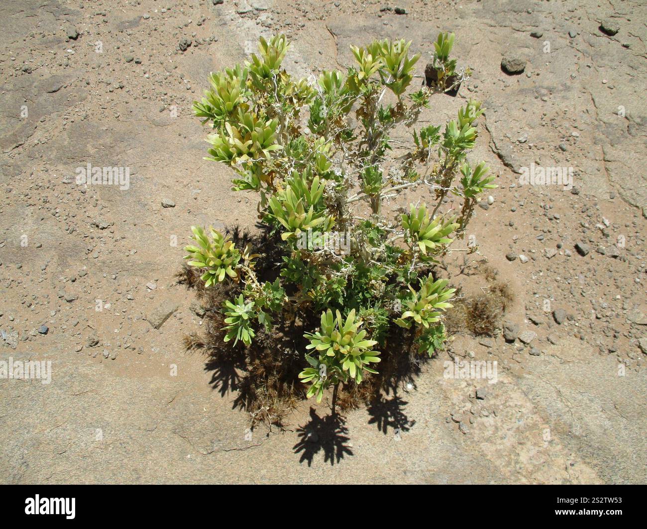 Sandpaper bush (Kissenia capensis Stock Photo - Alamy