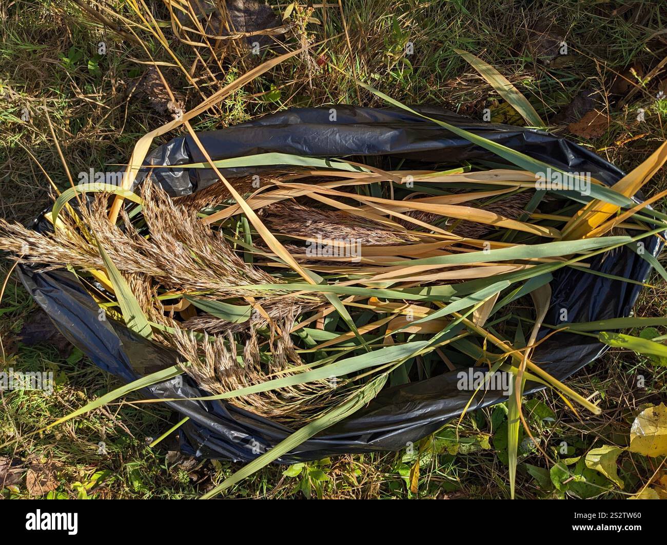 European reed (Phragmites australis australis Stock Photo - Alamy
