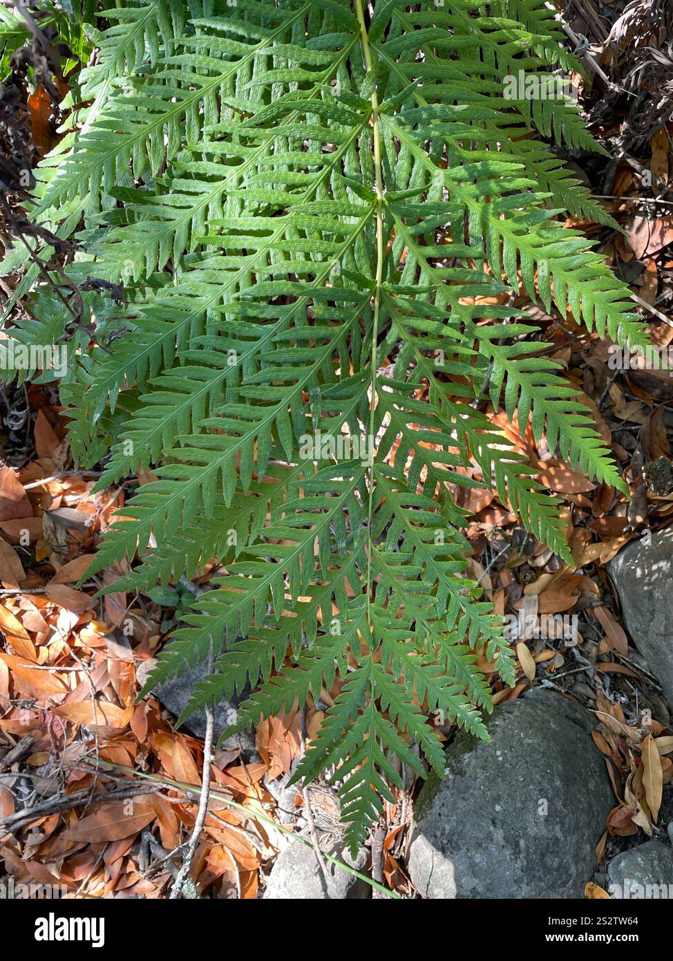 giant chain fern (Woodwardia fimbriata Stock Photo - Alamy