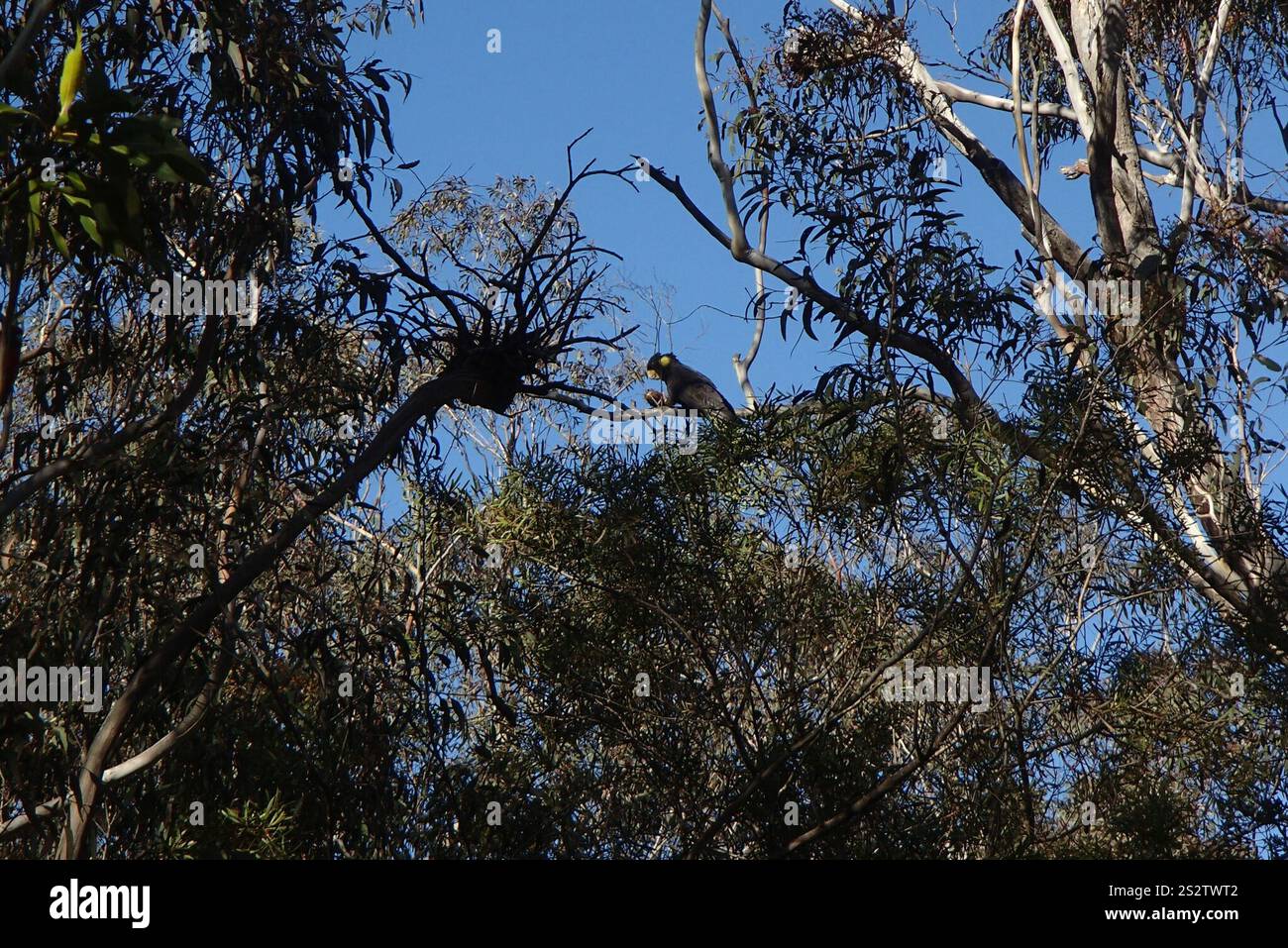 Yellow-tailed Black Cockatoo (Zanda funerea Stock Photo - Alamy