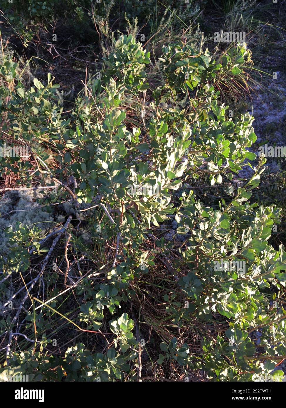 garberia (Garberia heterophylla Stock Photo - Alamy