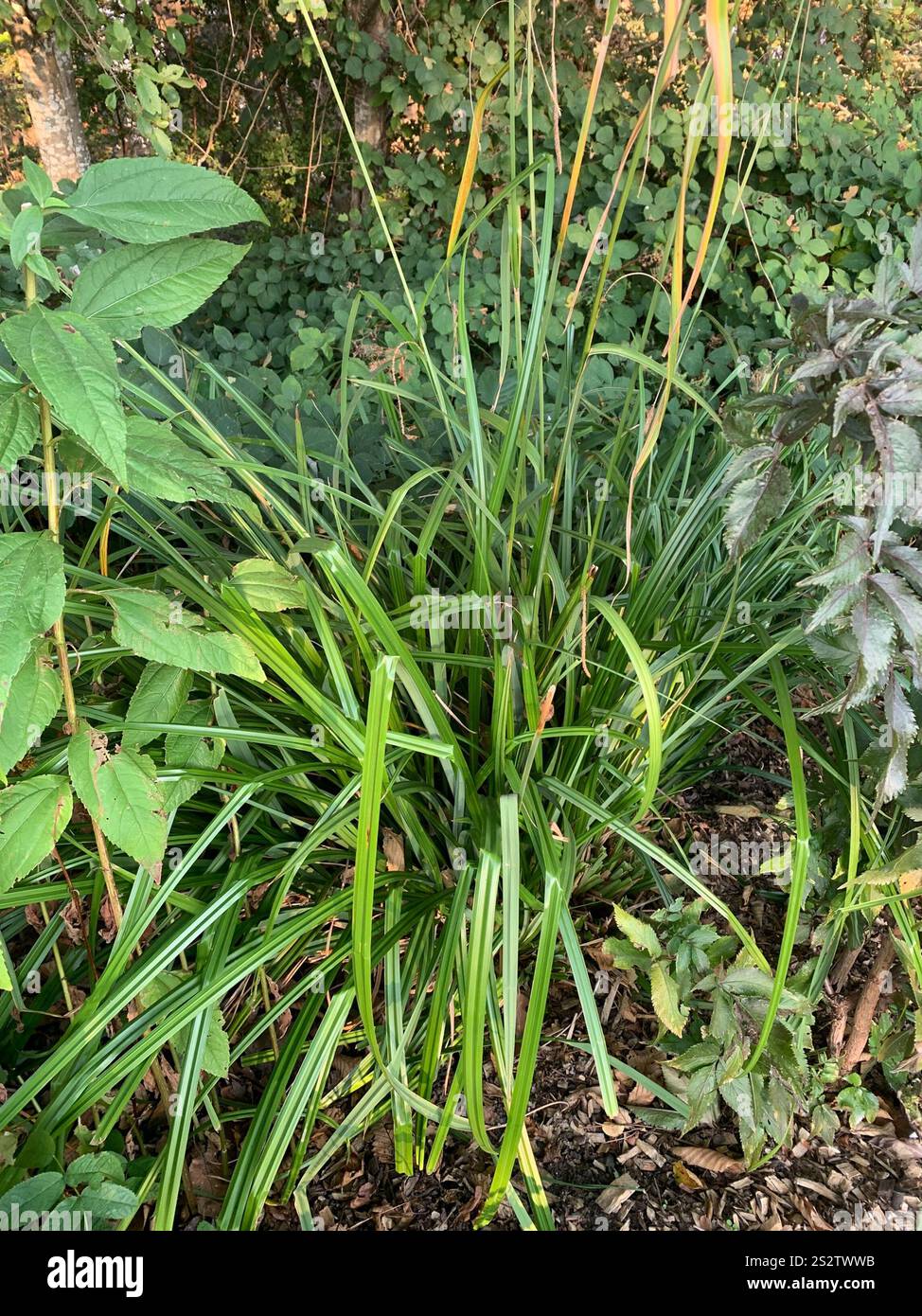 Hanging sedge (Carex pendula Stock Photo - Alamy