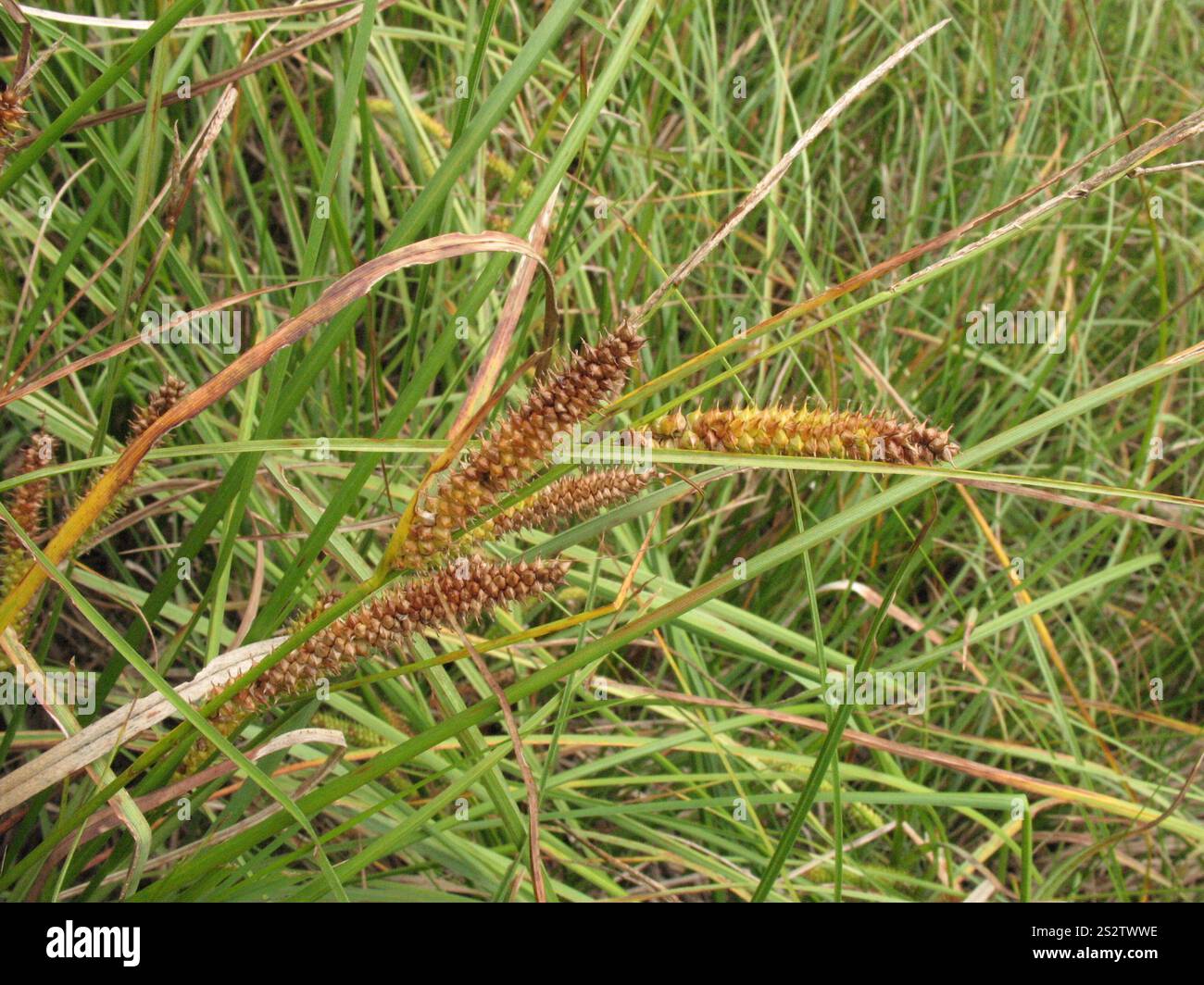 beaked sedge (Carex rostrata Stock Photo - Alamy