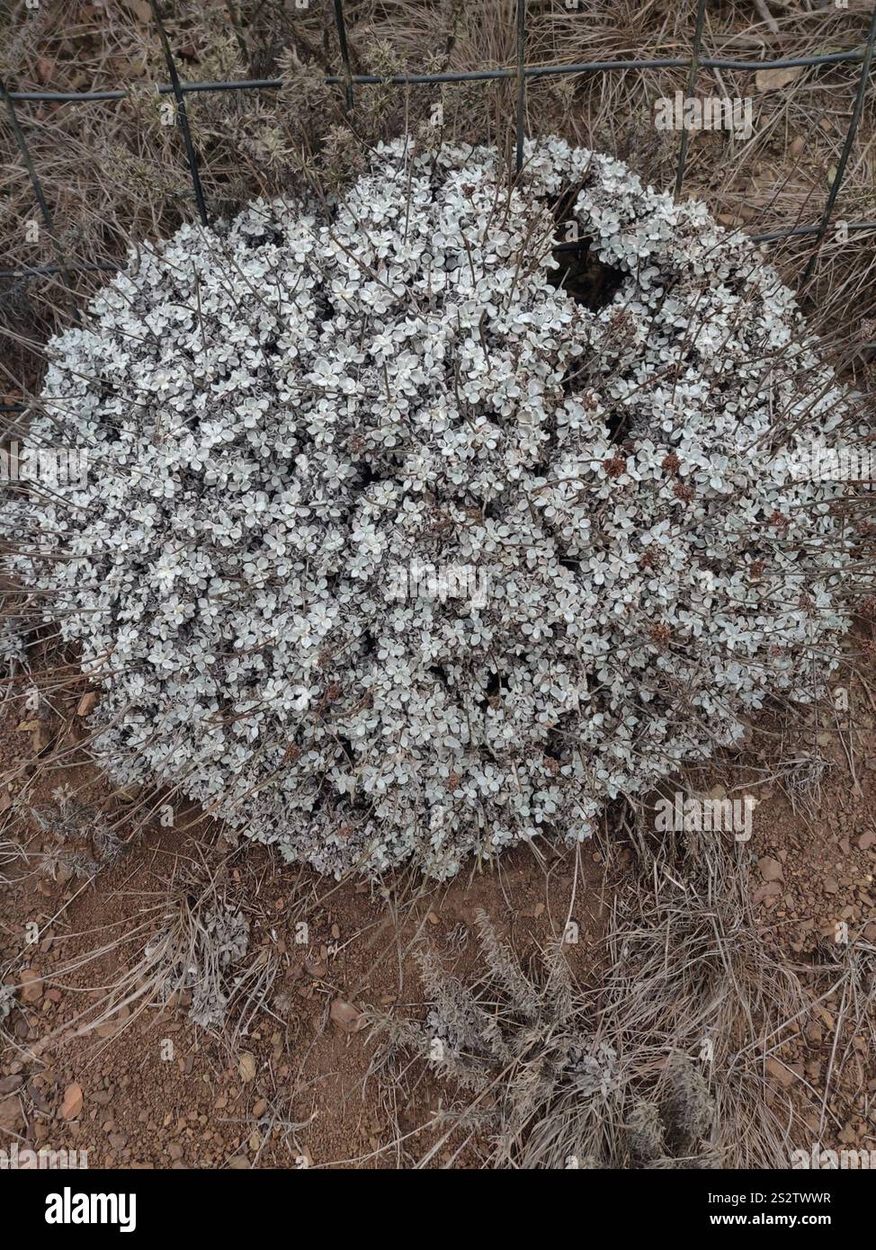 wild buckwheats (Eriogonum Stock Photo - Alamy