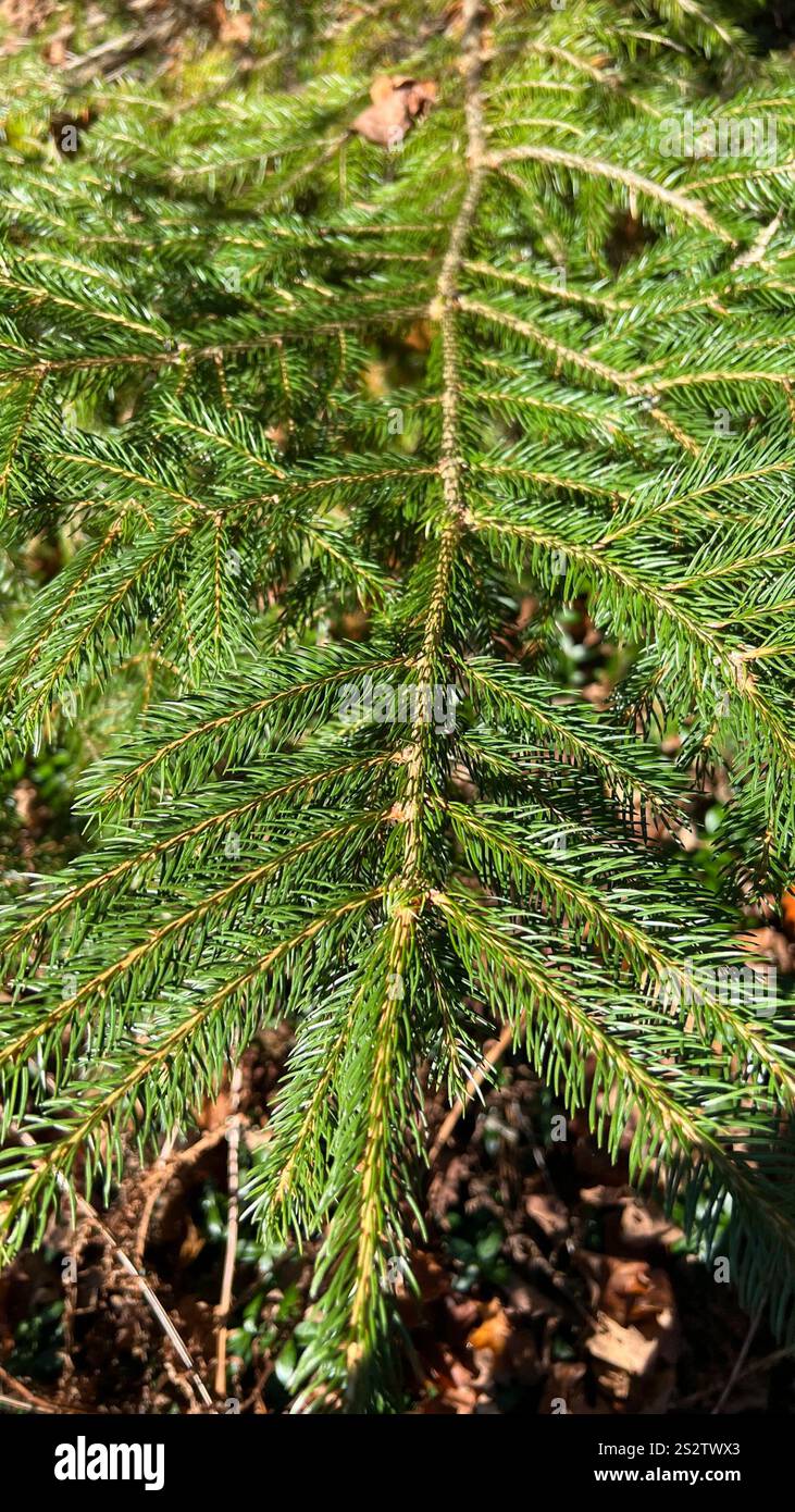 red spruce (Picea rubens Stock Photo - Alamy