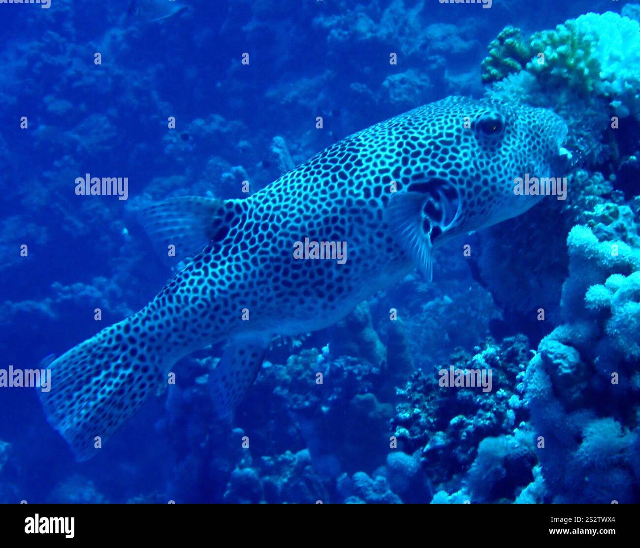 Starry Puffer (Arothron stellatus Stock Photo - Alamy