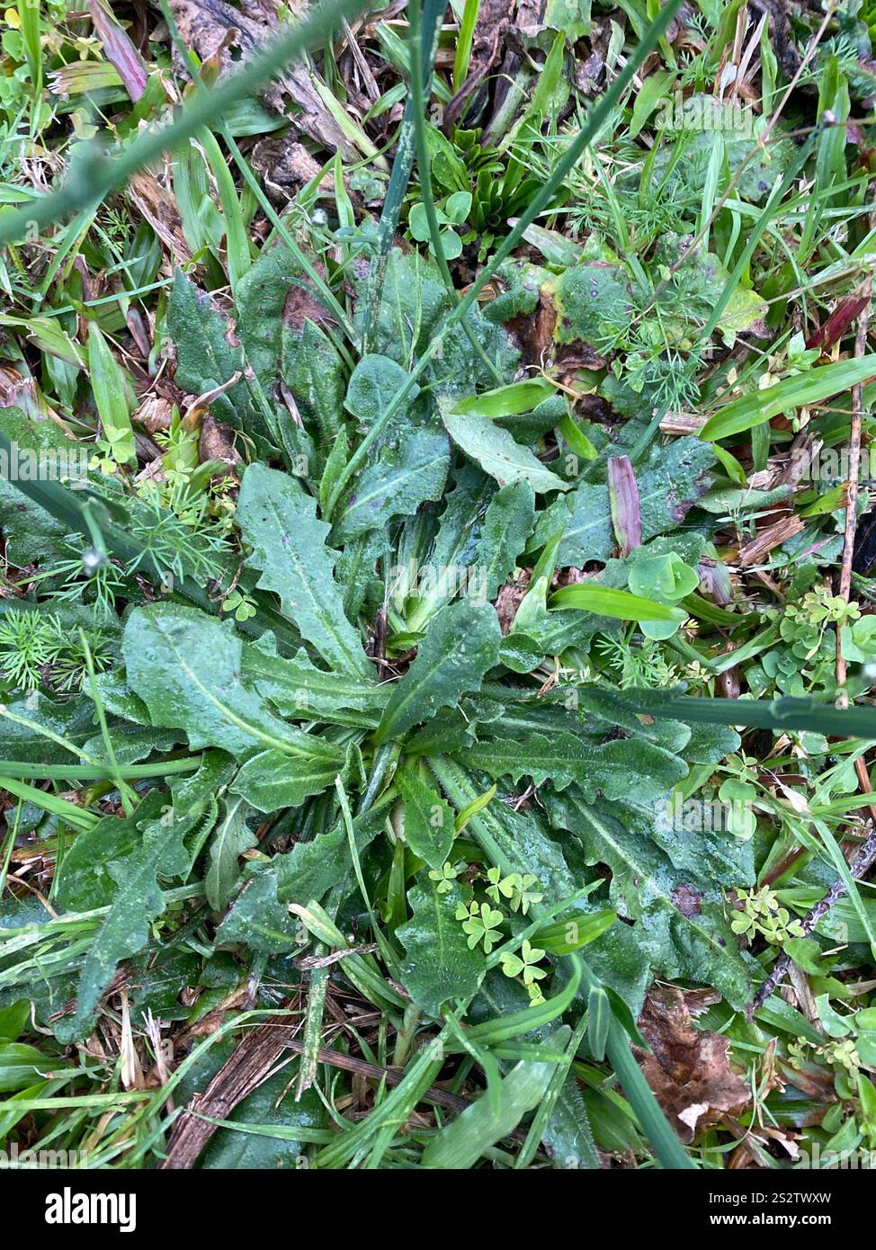 Common Cat's-ear (Hypochaeris radicata Stock Photo - Alamy