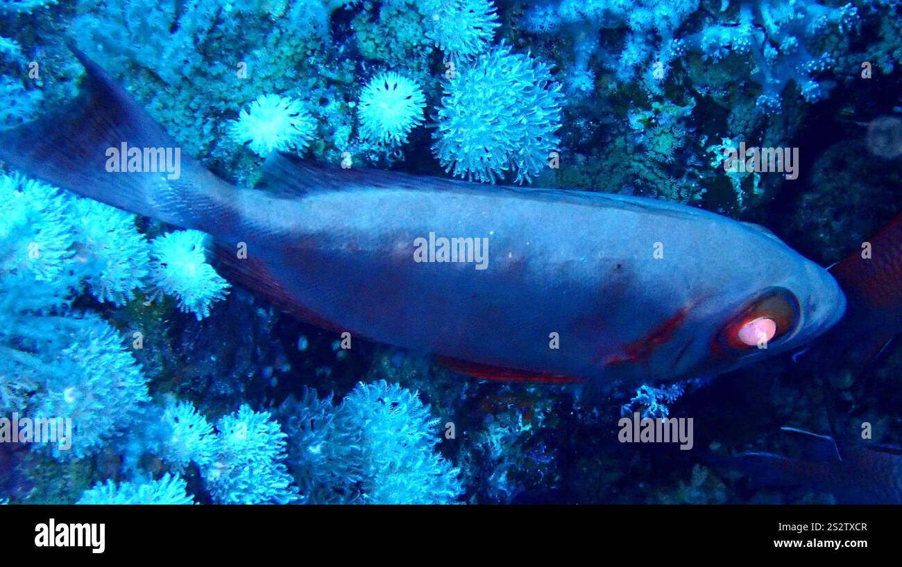 Crescent-tail Bigeye (Priacanthus hamrur Stock Photo - Alamy