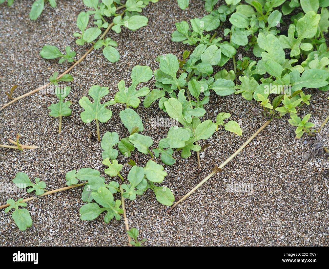 beach morning-glory (Ipomoea imperati Stock Photo - Alamy