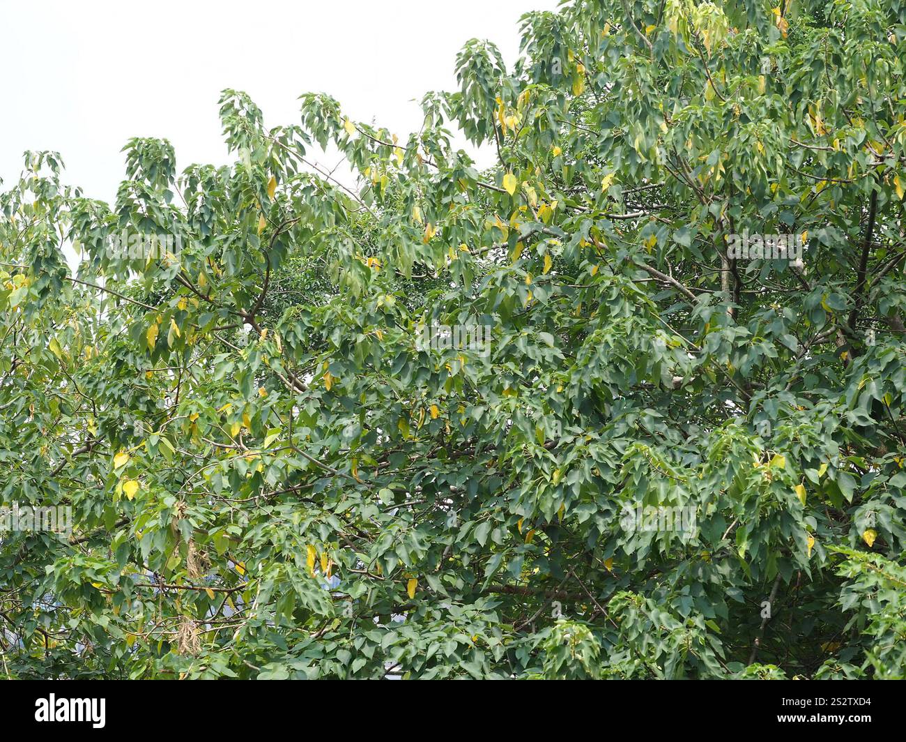 Paper mulberry (Broussonetia papyrifera Stock Photo - Alamy