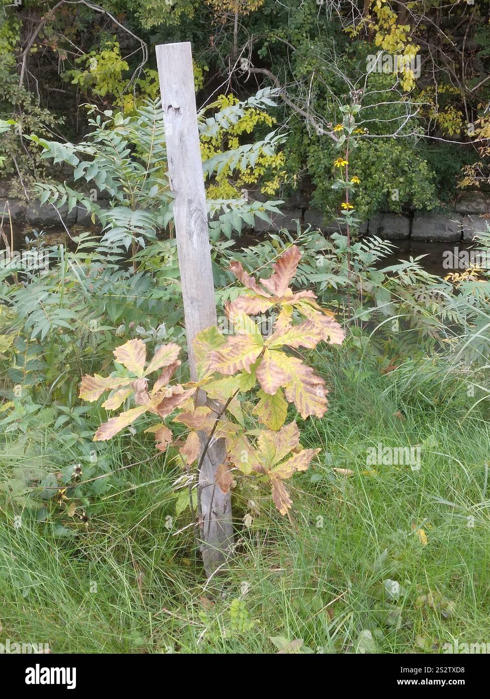 swamp white oak (Quercus bicolor Stock Photo - Alamy