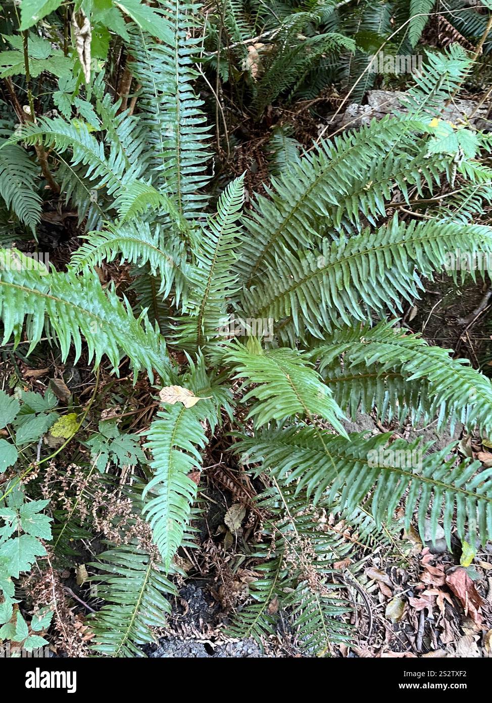 western sword fern (Polystichum munitum Stock Photo - Alamy