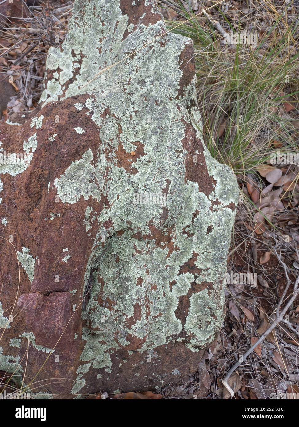 rock shield lichens (Xanthoparmelia Stock Photo - Alamy