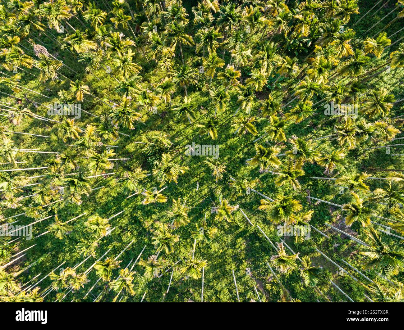 Aerial photography of betel nut plantation in Tunchang, Hainan Province ...
