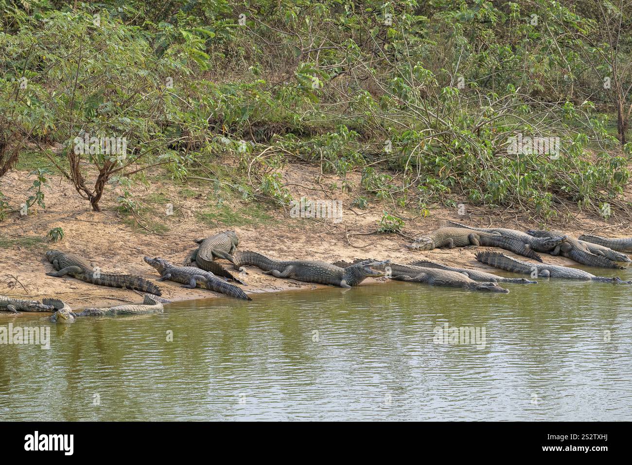 Spectacled caiman (Caiman crocodilus yacara), Crocodile (Alligatoridae ...