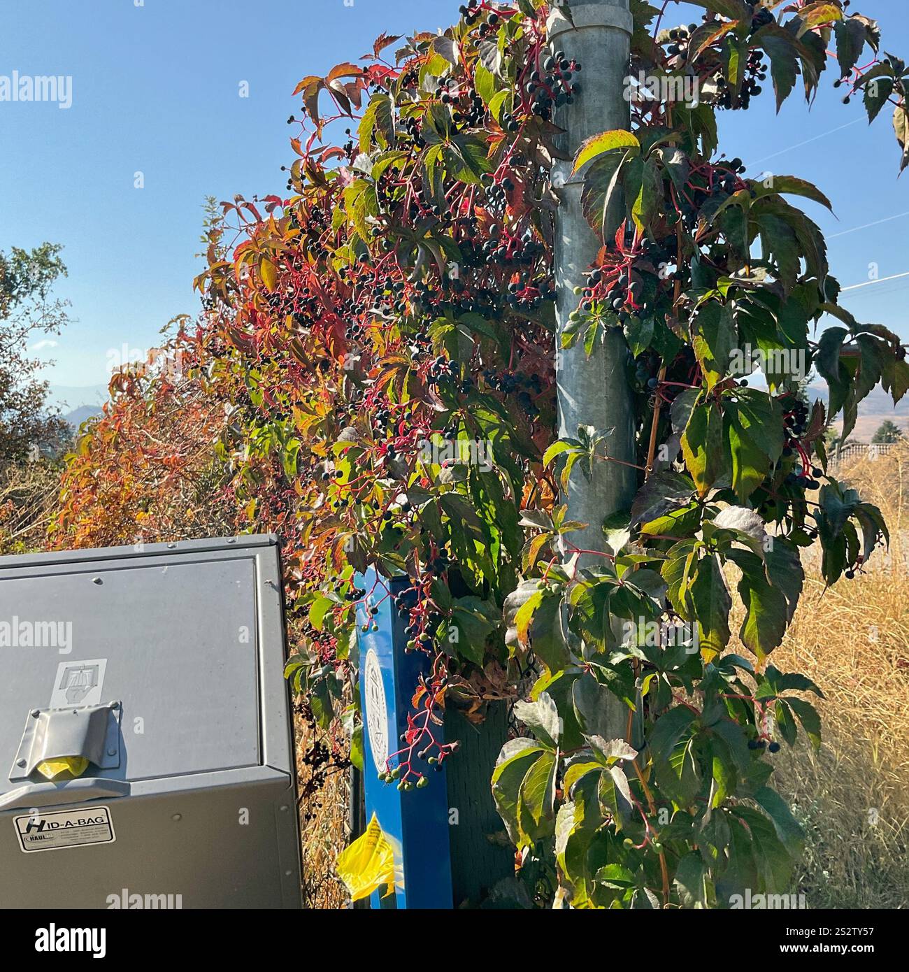 thicket creeper (Parthenocissus inserta Stock Photo - Alamy