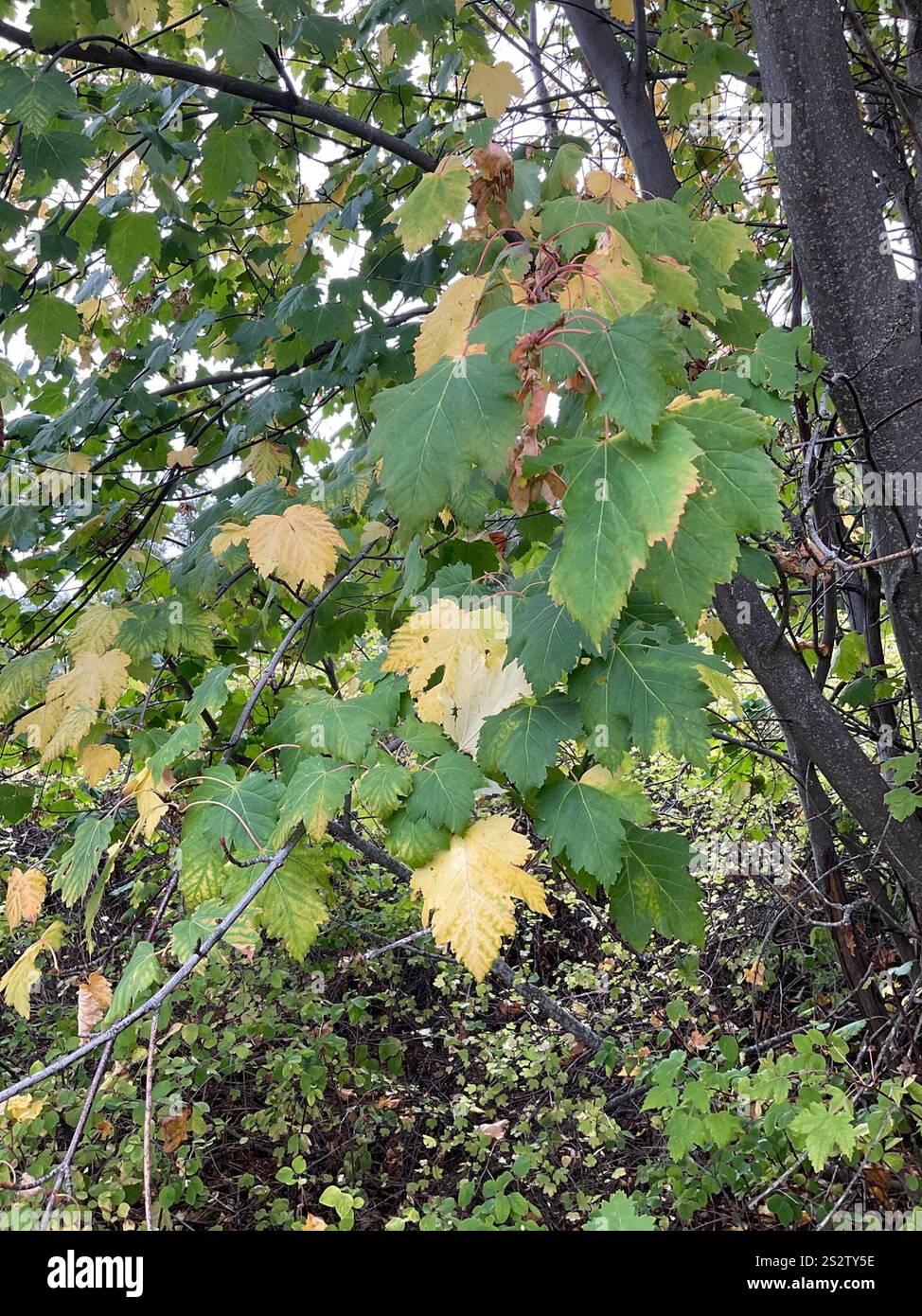 Rocky Mountain maple (Acer glabrum Stock Photo - Alamy